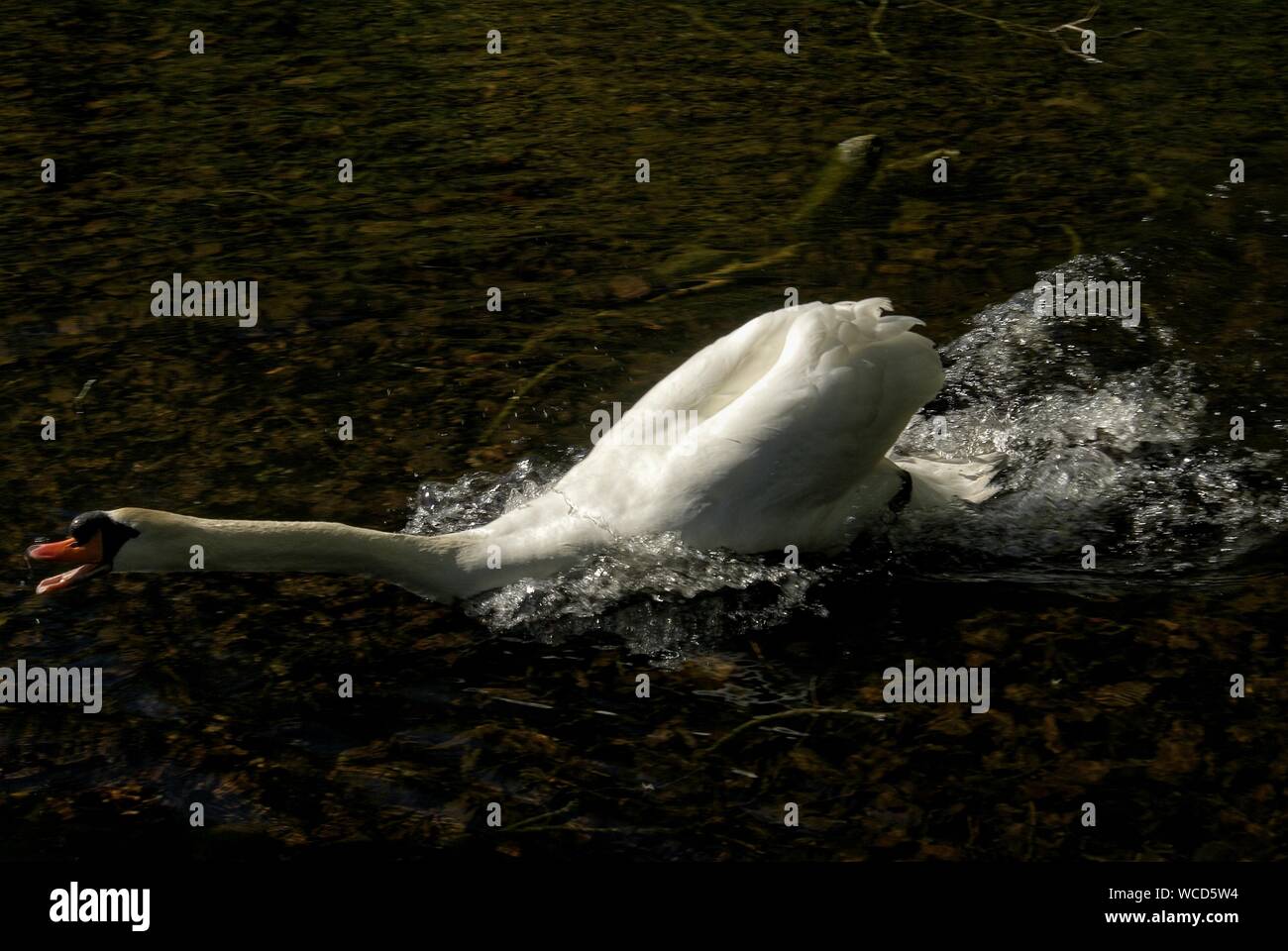 White swan splashing in water hi-res stock photography and images - Alamy