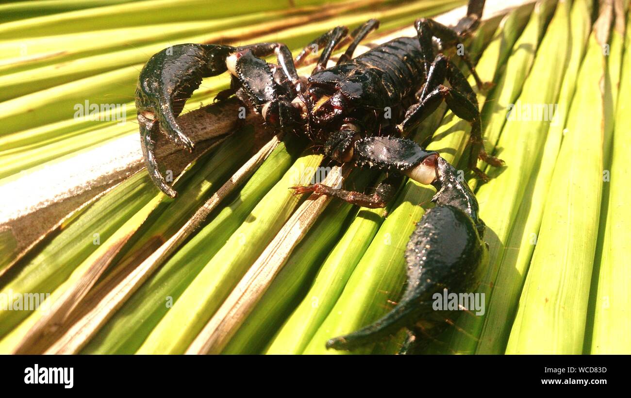 Beauty scorpion hi-res stock photography and images - Alamy