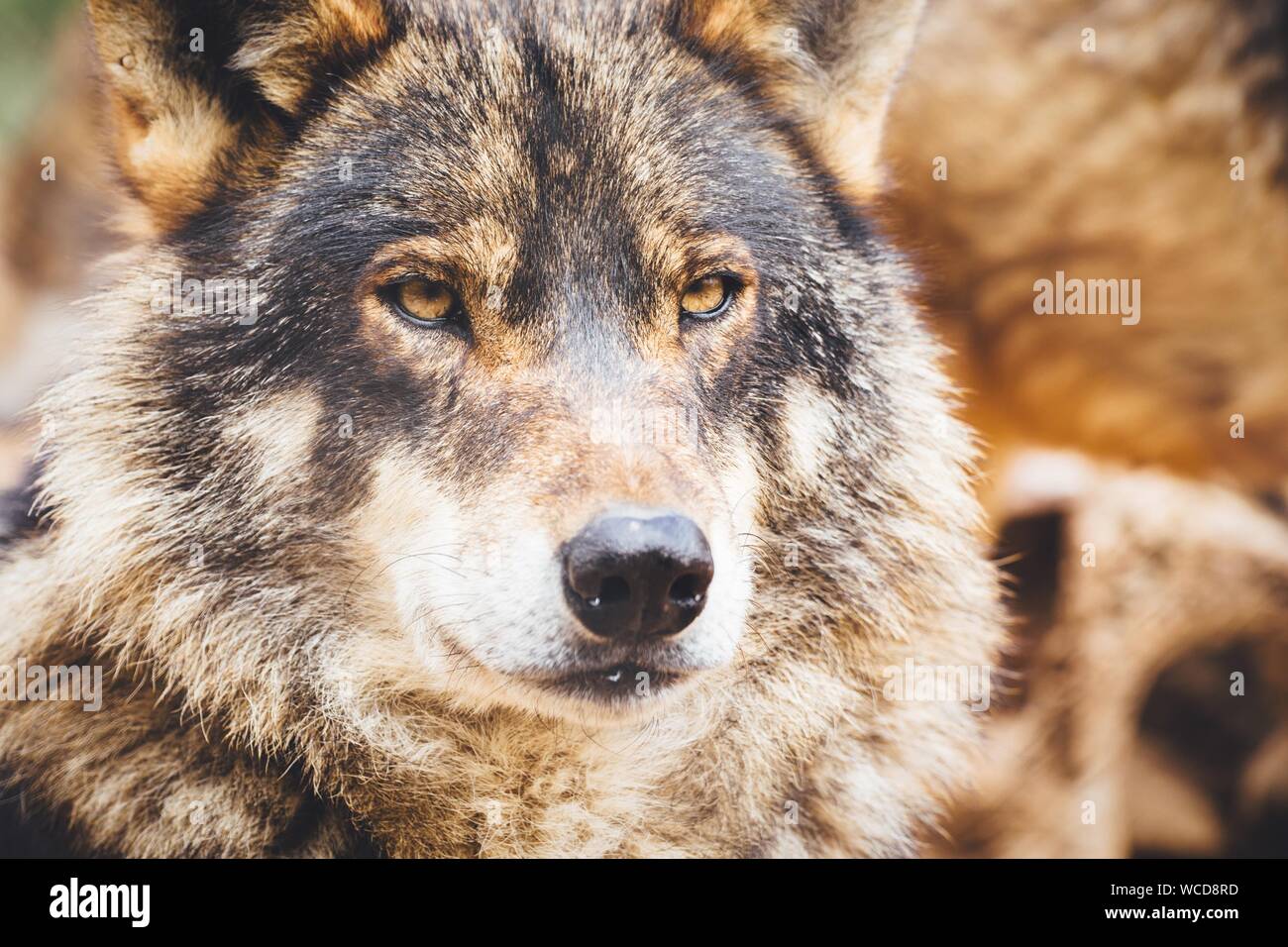 Wolf close up portrait hi-res stock photography and images - Alamy