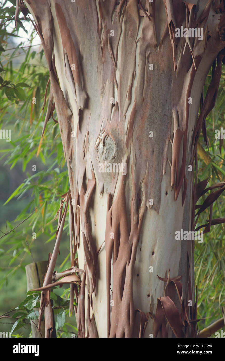 Tree Bark Peeling Off High Resolution Stock Photography and Images - Alamy