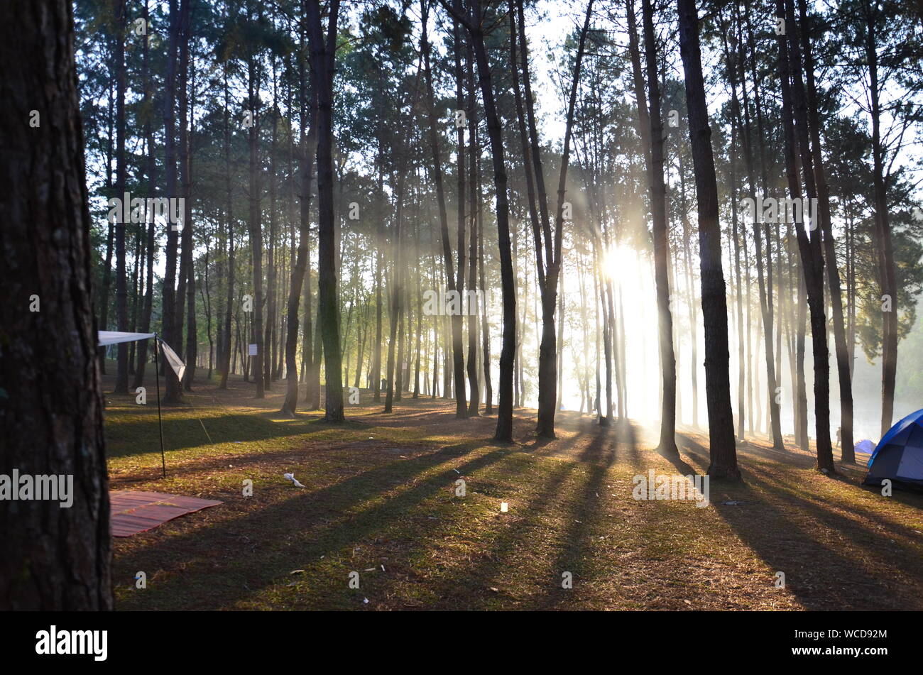 Sun Shining Through Trees Stock Photo - Alamy