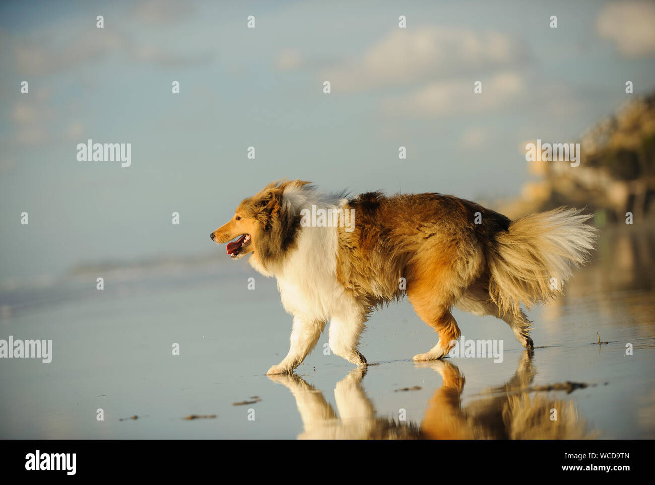 Shetland sheepdog hi-res stock photography and images - Alamy