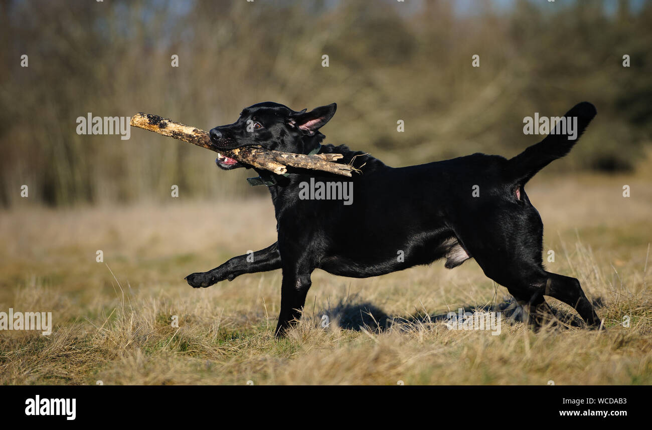Labrador running on grass hi-res stock photography and images - Alamy