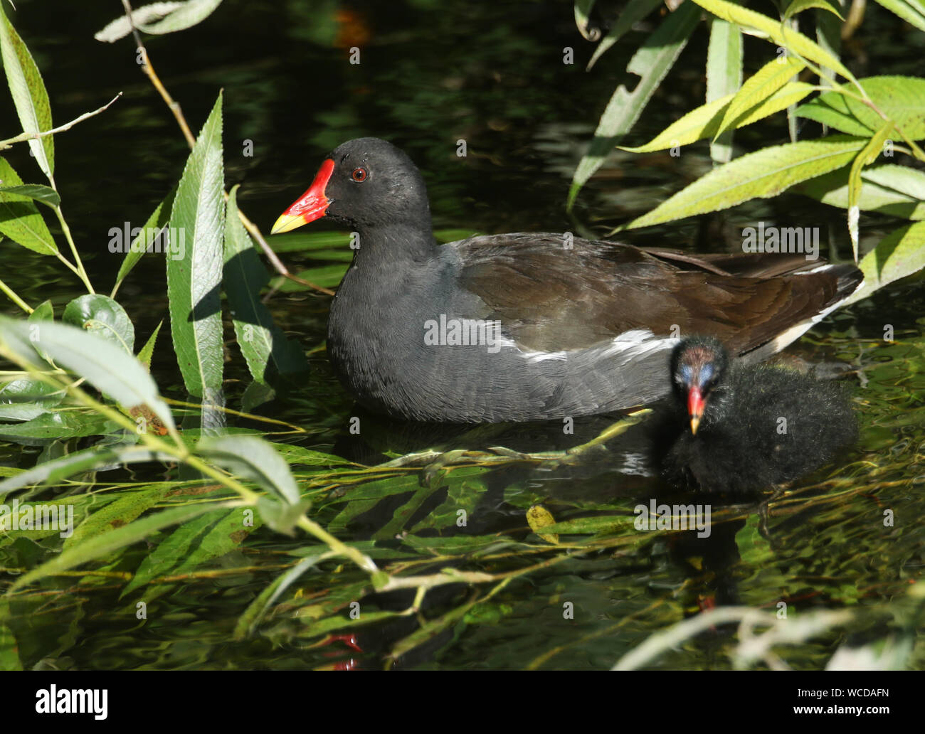 Moorhen baby hi-res stock photography and images - Alamy