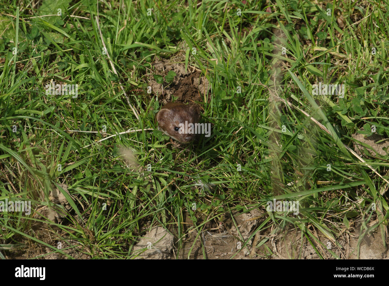 Weasel hole hi-res stock photography and images - Alamy