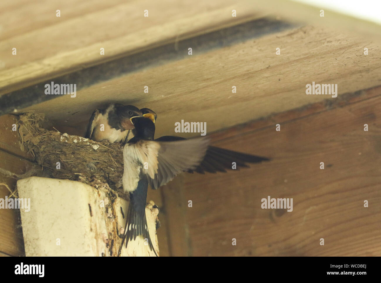 Barn Swallow Nest Building High Resolution Stock Photography and Images ...