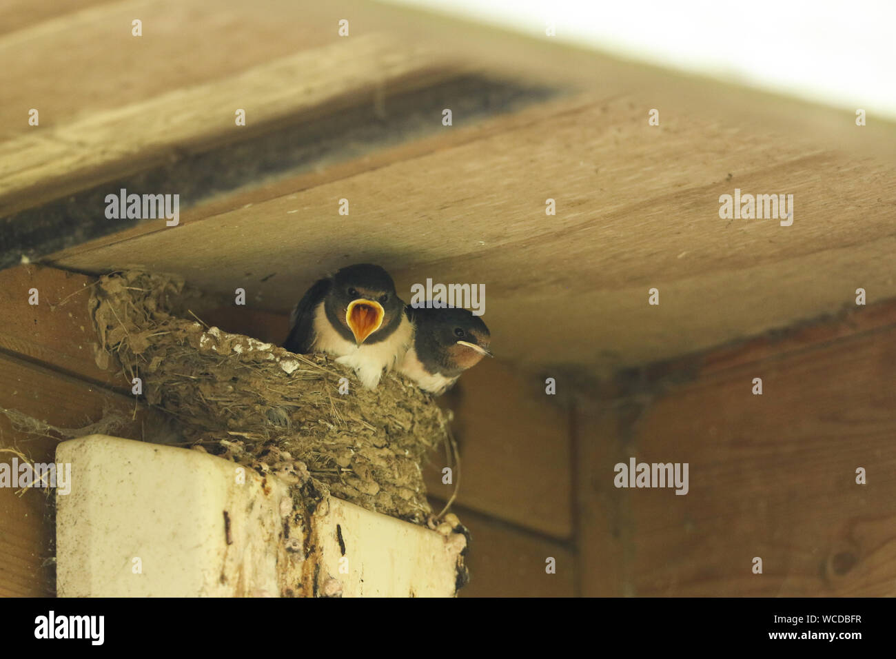 Two cute baby Swallows, Hirundo rustica, sitting in their nest under ...
