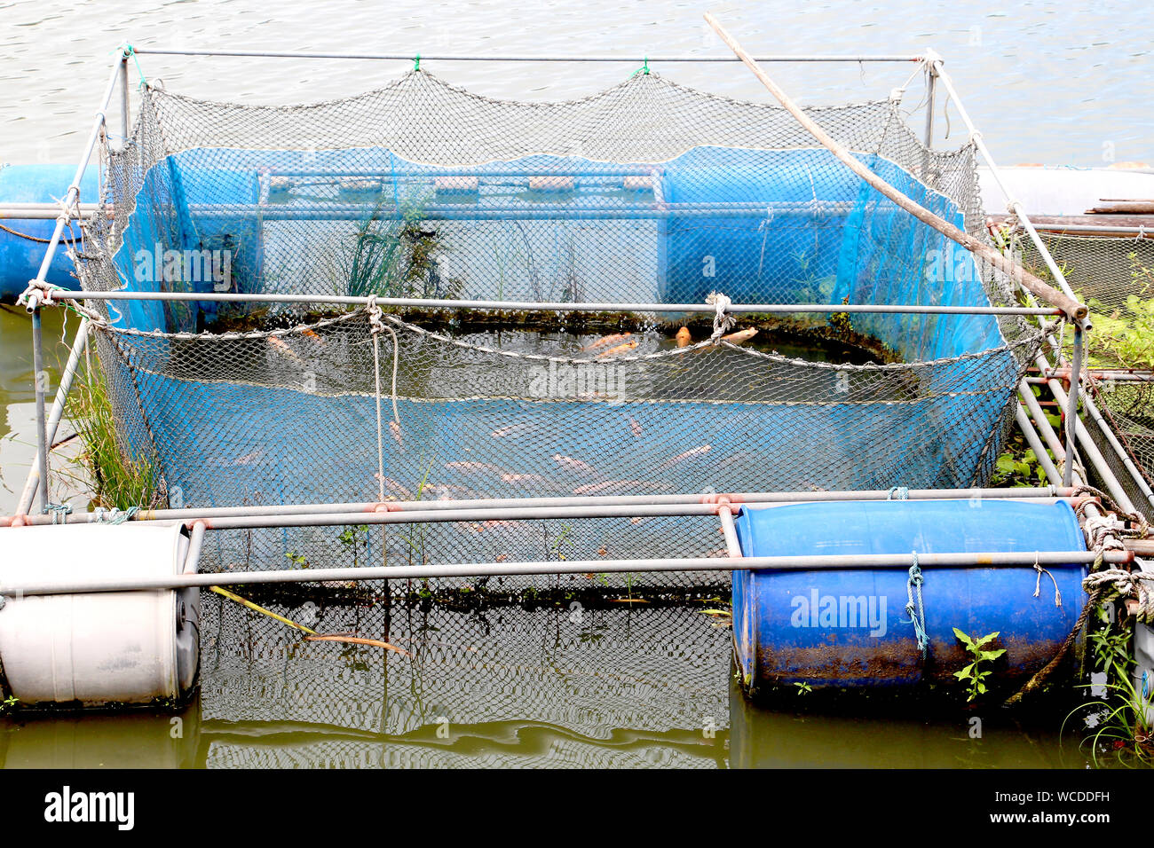 Metal fish cage hi-res stock photography and images - Alamy
