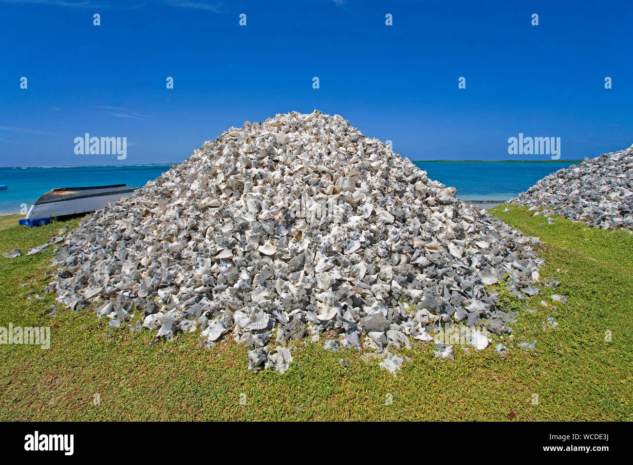 Stromb shell hi-res stock photography and images - Alamy
