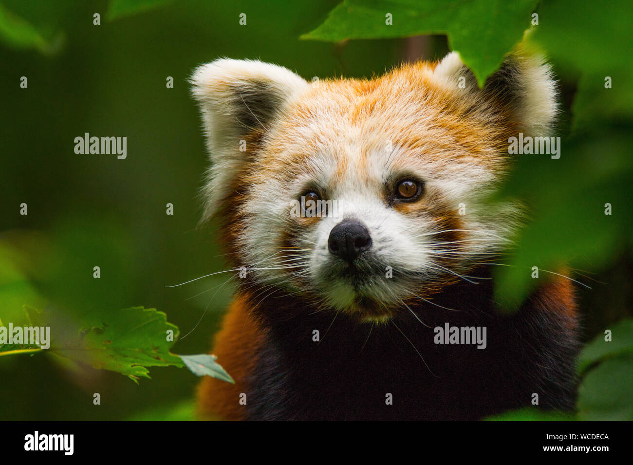 Panda eye close hi-res stock photography and images - Alamy