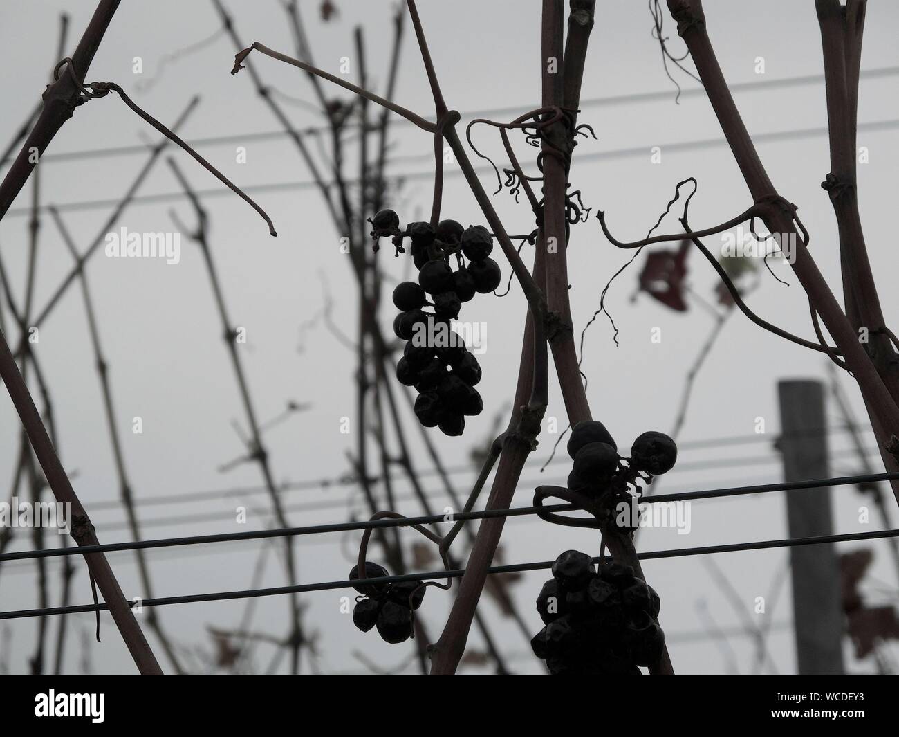 Low hanging fruits hi-res stock photography and images - Alamy