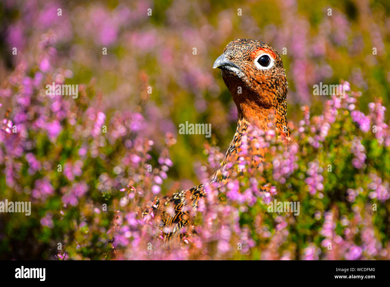 Red Grouse in heather moorland, Hebden Bridge, Yorkshire Stock Photo ...