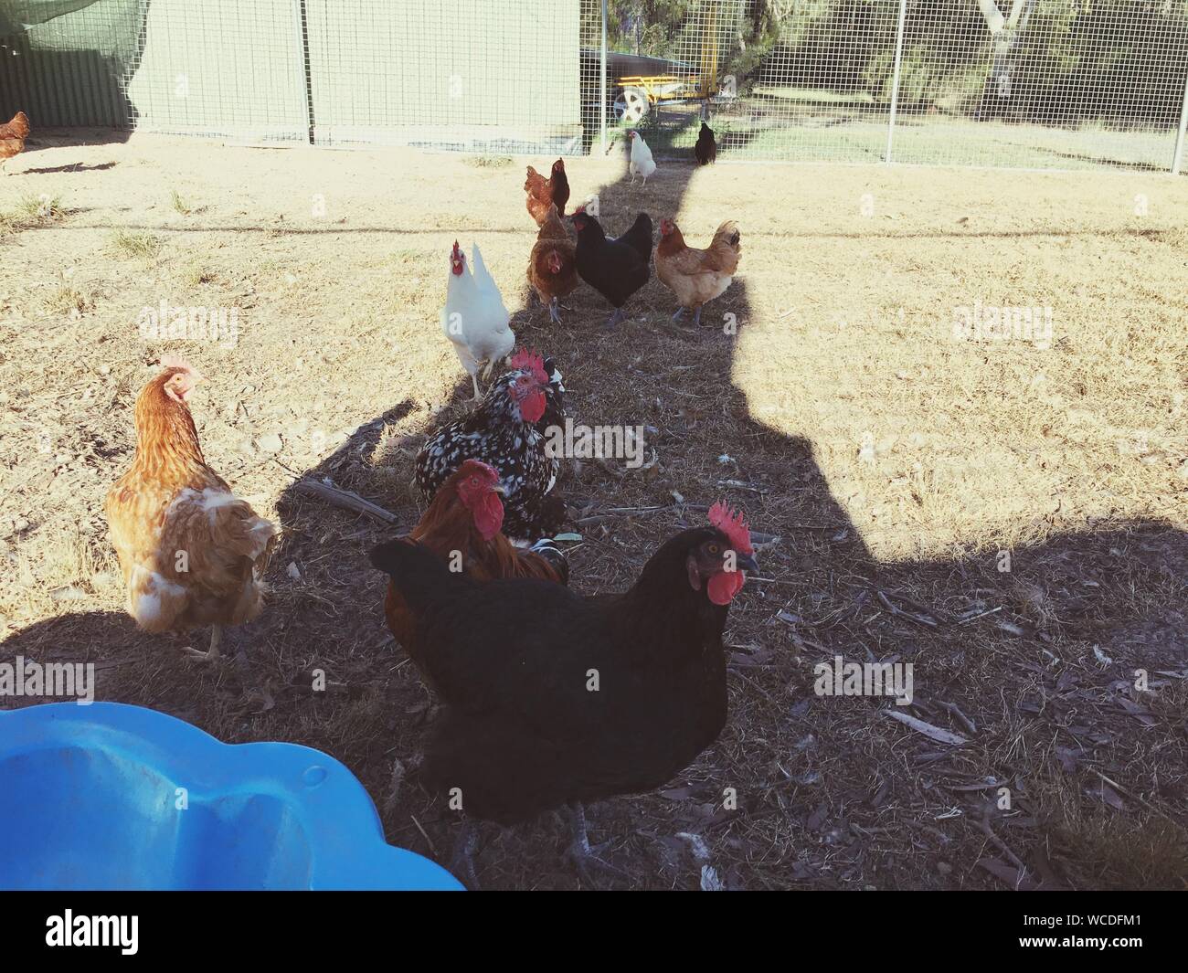 Farm yard chickens hi-res stock photography and images - Alamy