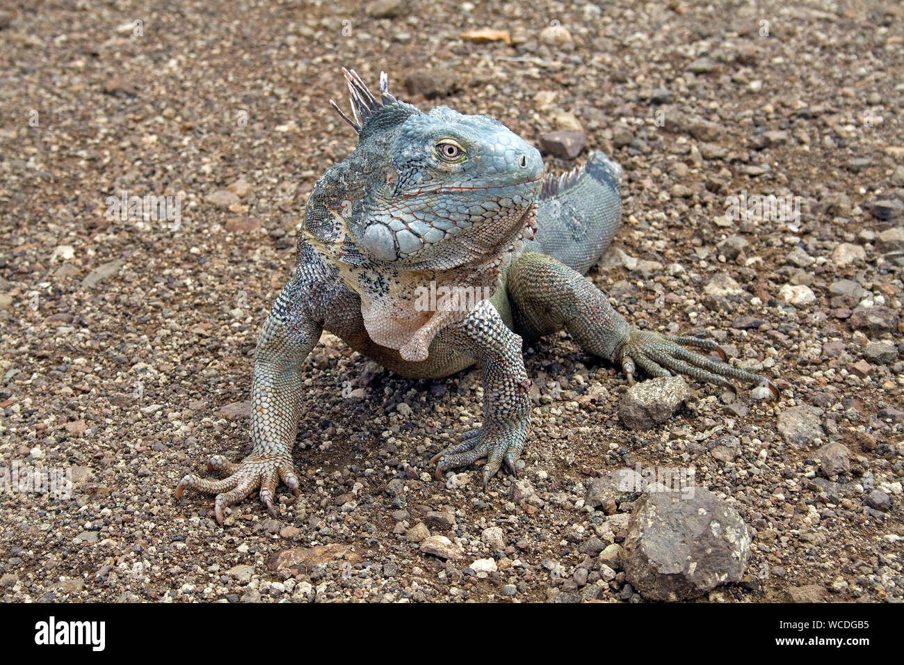 Iguana iguana rhinolopha hi-res stock photography and images - Alamy