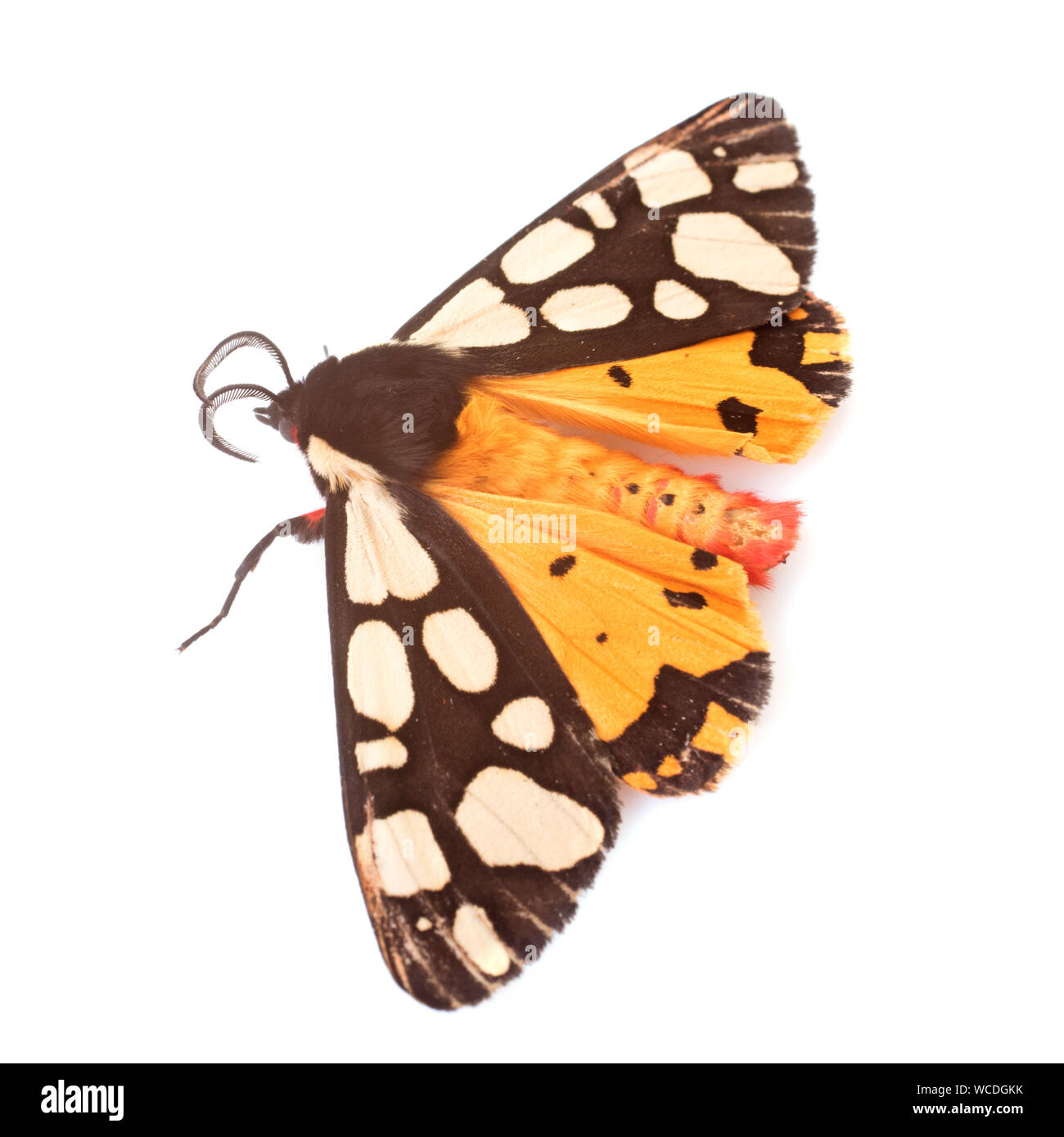Moth wing markings Cut Out Stock Images & Pictures - Alamy