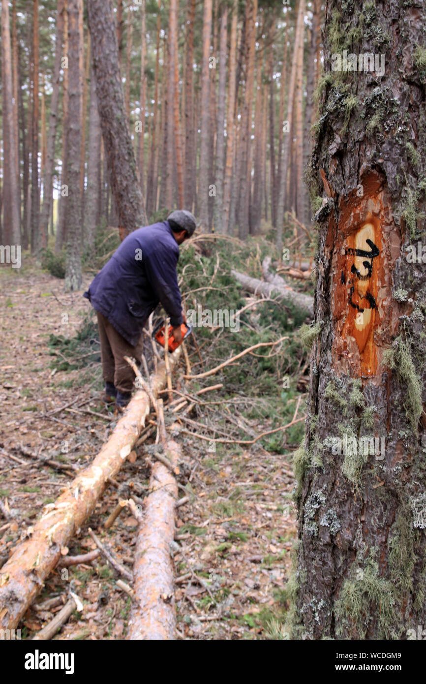 Timber harvester cutting hi-res stock photography and images - Alamy