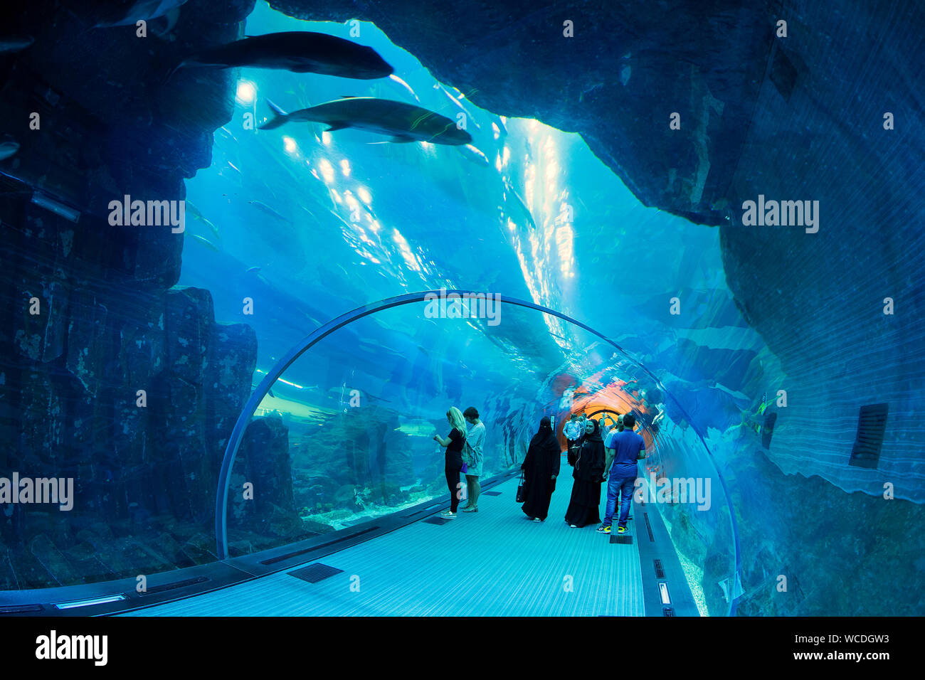 The image of Dubai Aquarium in Dubai Mall, UAE Stock Photo - Alamy