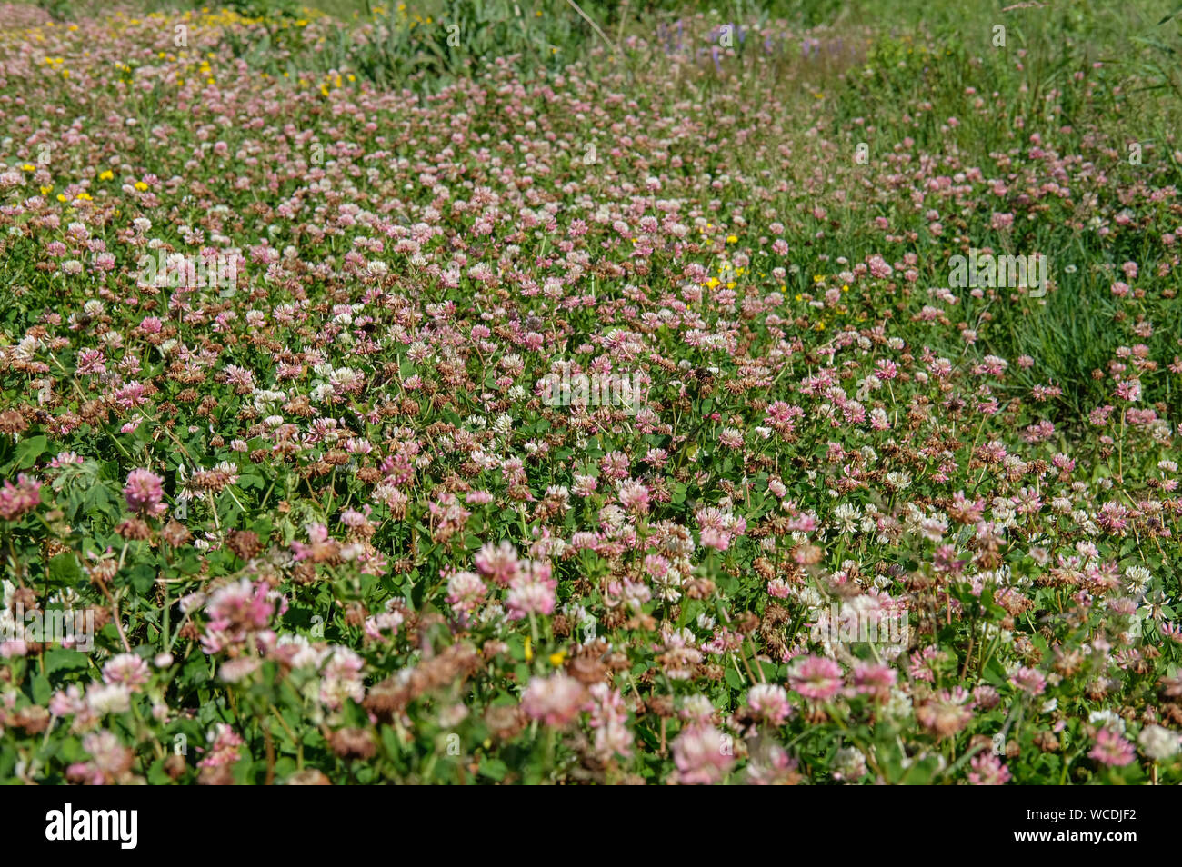 Clover flower image picture hi-res stock photography and images - Alamy