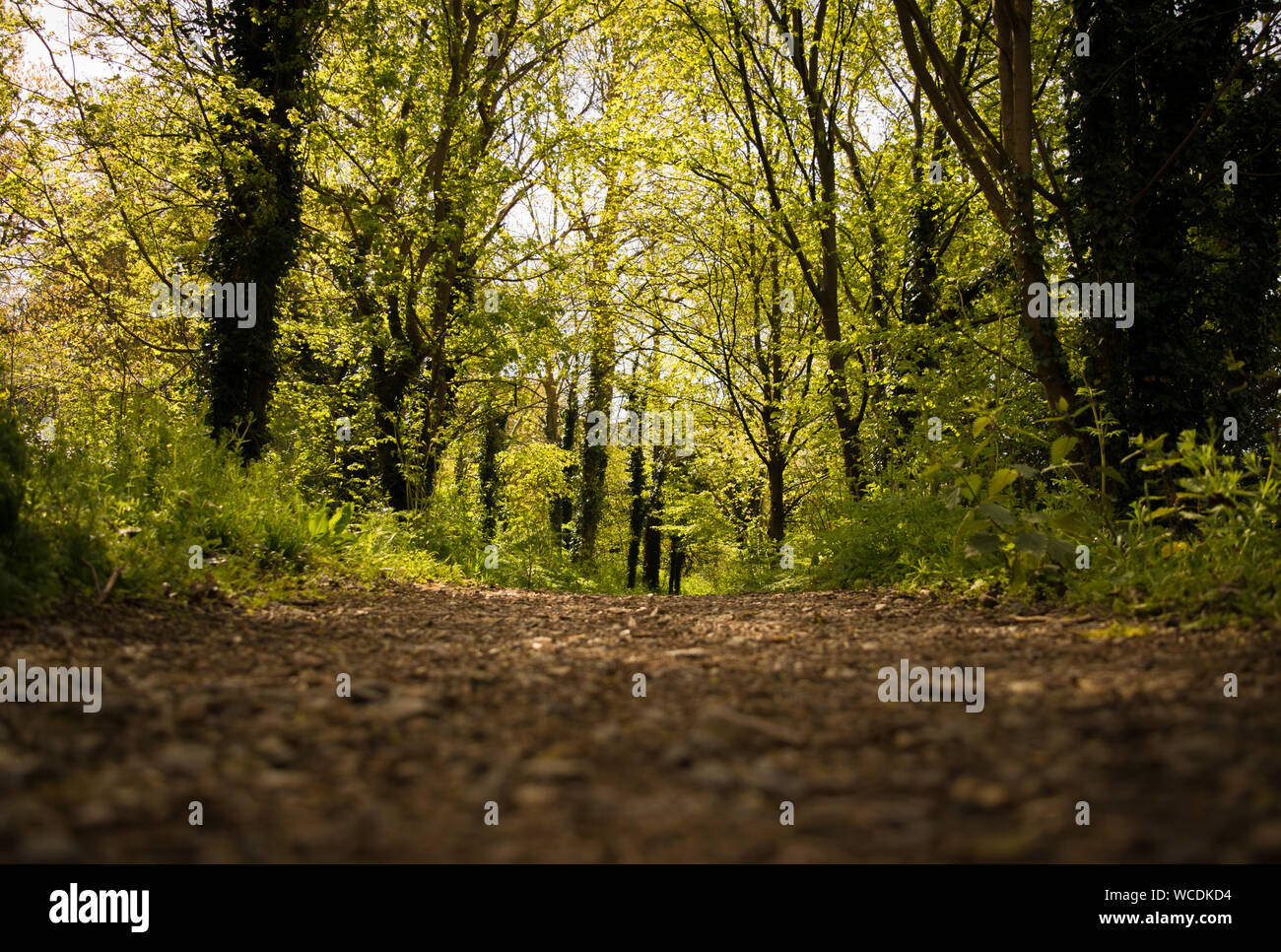 Empty Road In Forest Stock Photo - Alamy