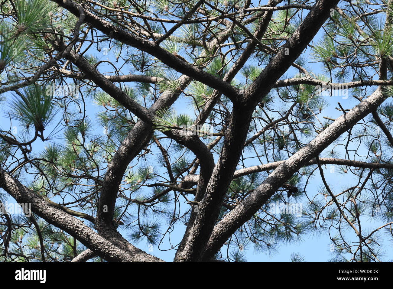 Tree branches mesh hi-res stock photography and images - Alamy