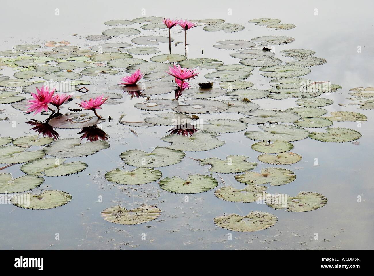 Water lilies lily pad hi-res stock photography and images - Alamy