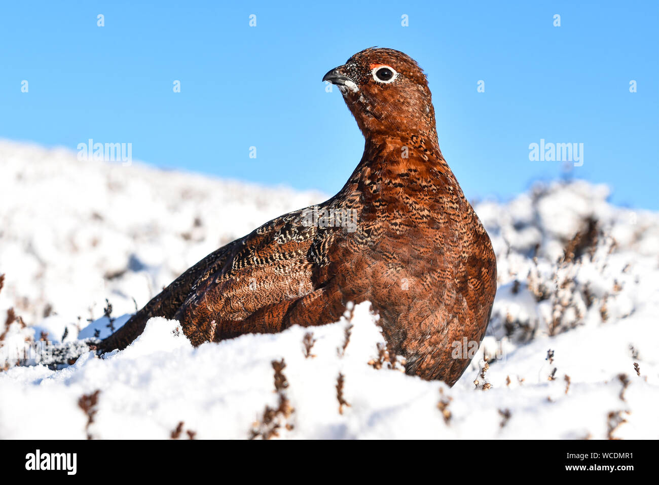 Red Grouse in snow on the moorland above Hebden Bridge, Yorkshire ...