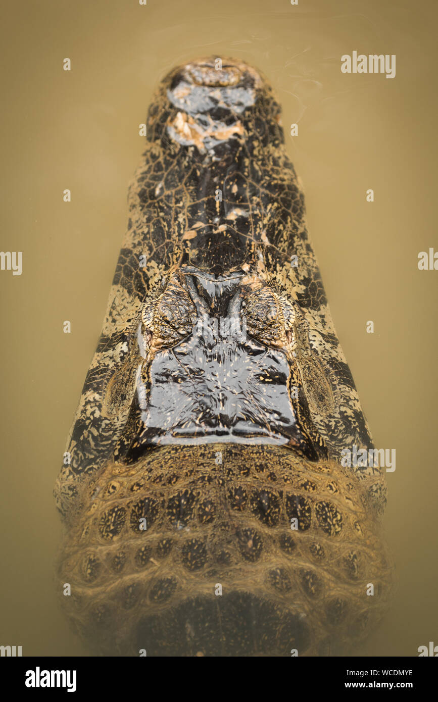 Alligator head above water hi-res stock photography and images - Alamy