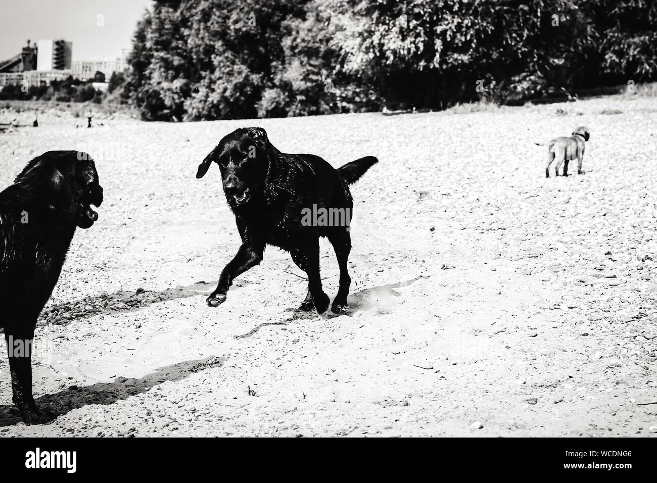 Angry dogs hi-res stock photography and images - Alamy