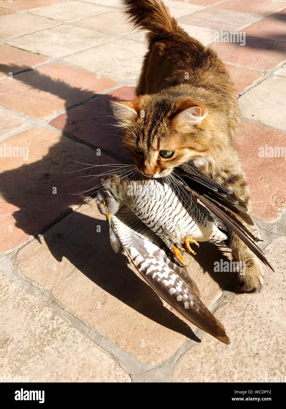 Cat carrying bird hi-res stock photography and images - Alamy