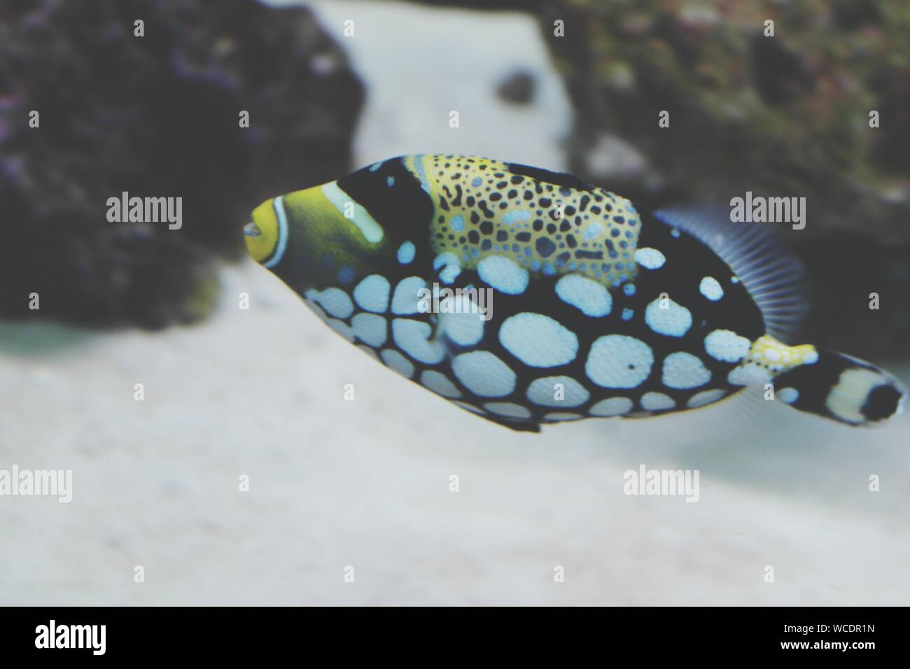 Spotted Fish High Resolution Stock Photography and Images - Alamy