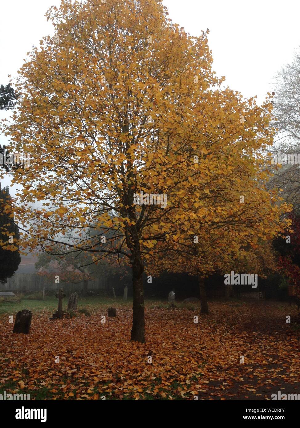 Tree In Graveyard High Resolution Stock Photography and Images - Alamy