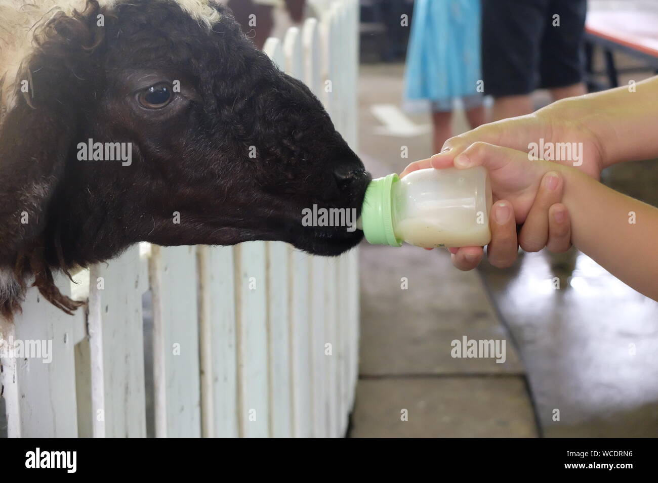 Goat milk hand hi-res stock photography and images - Alamy