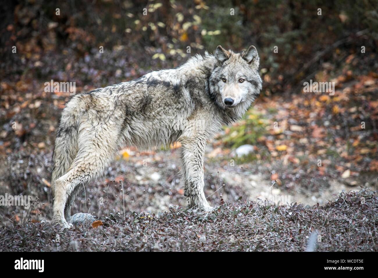 Standing wolf hi-res stock photography and images - Alamy