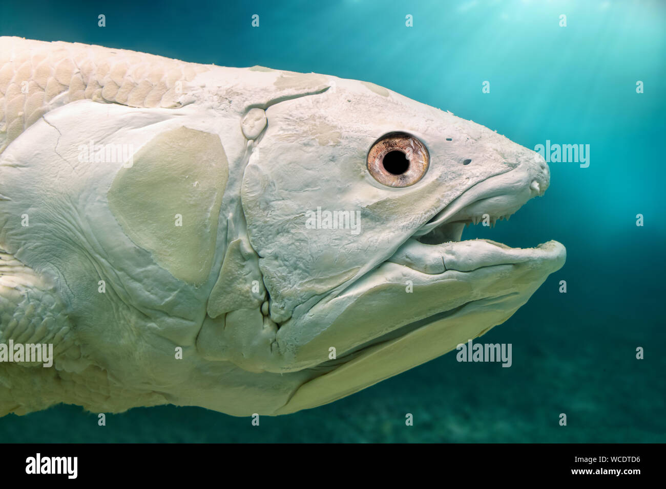 Latimeria chalumnae hi-res stock photography and images - Alamy