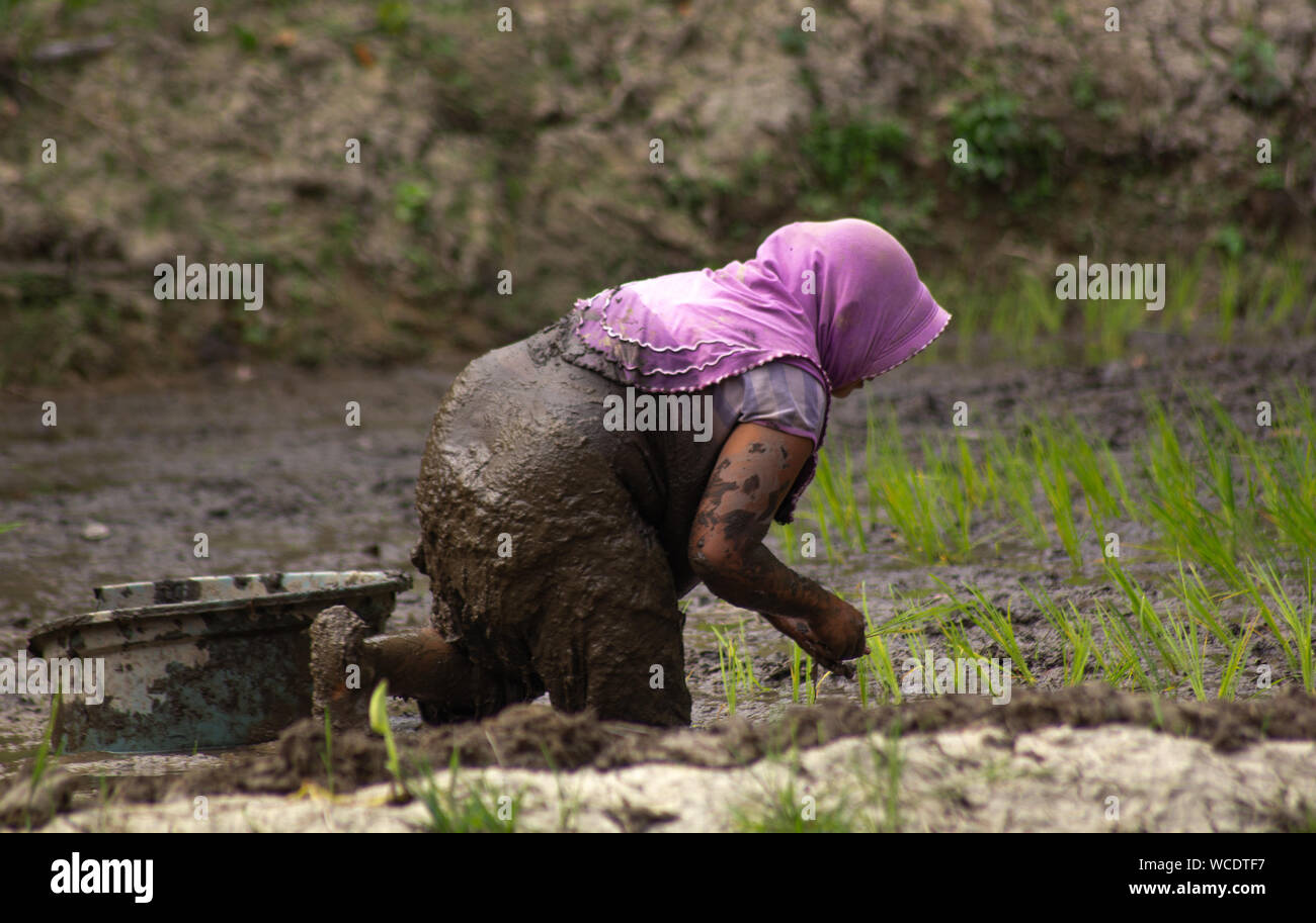 the process of planting rice in the fields Stock Photo - Alamy
