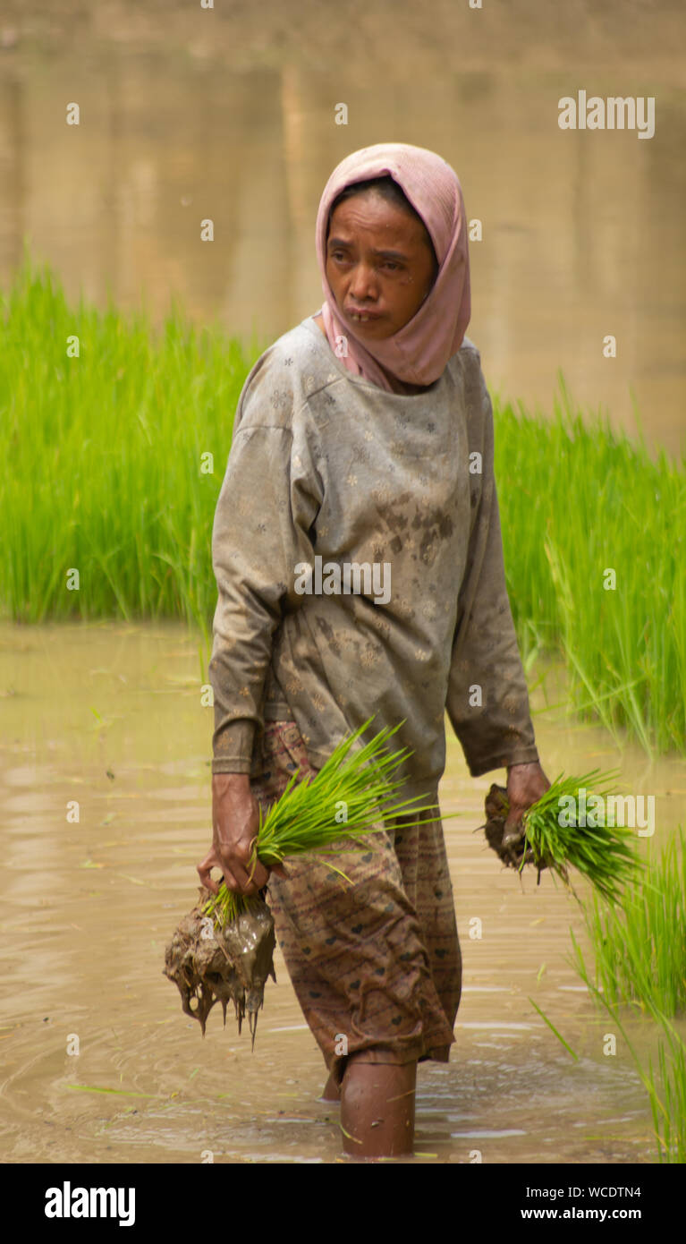 the process of planting rice in the fields Stock Photo - Alamy