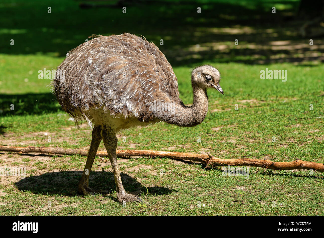 Darwin's rhea, Rhea pennata also known as the lesser rhea. It is a ...