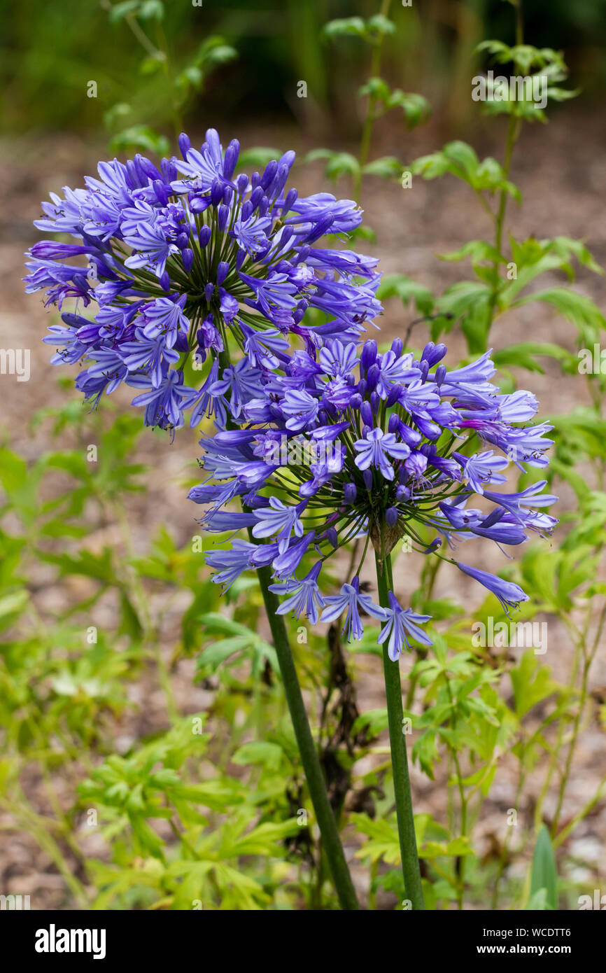 Agapanthus africanus, 'Blue Brush', African blue lily, "Lily of the ...