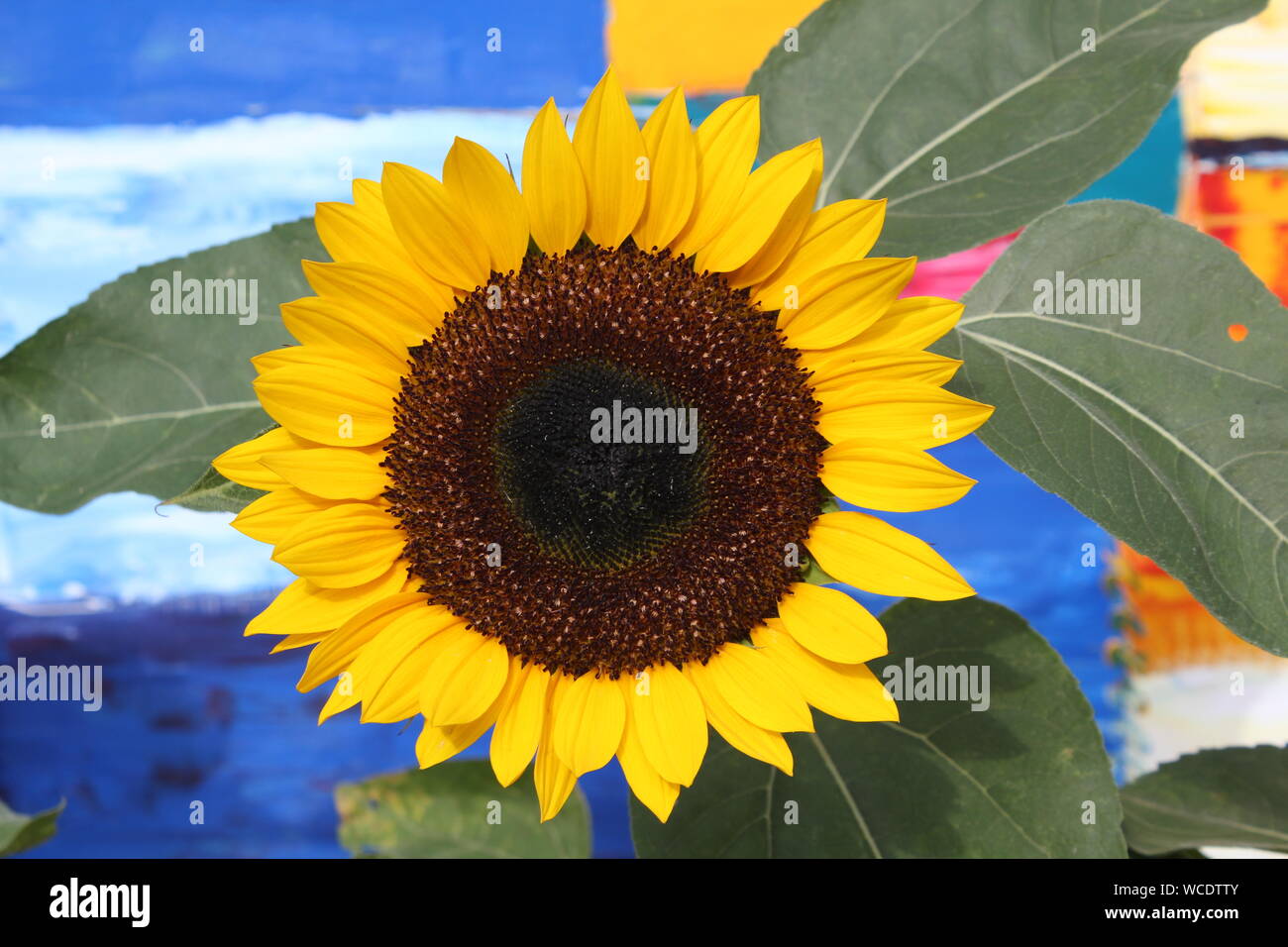 Red giant sunflower hi-res stock photography and images - Alamy
