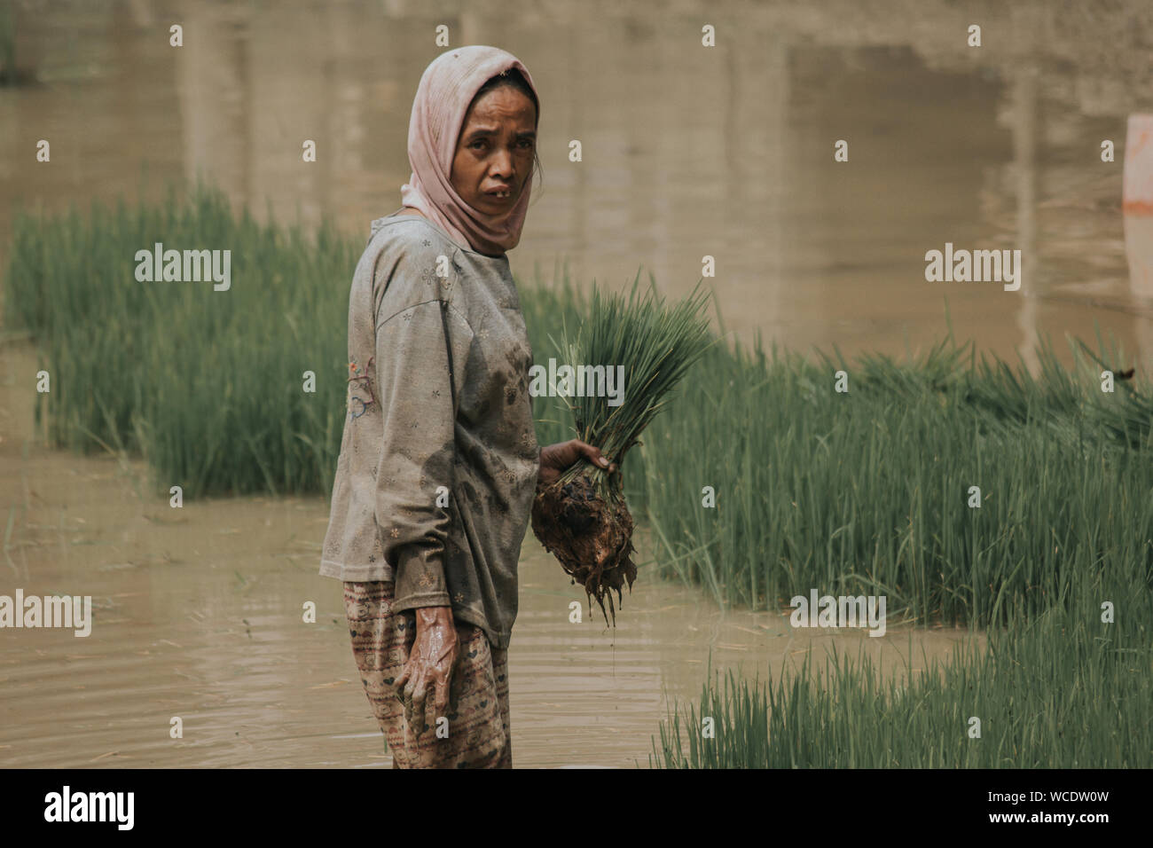 Process of planting hi-res stock photography and images - Alamy