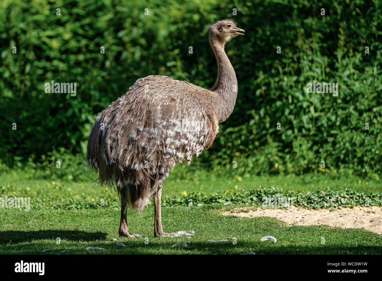 Darwin's rhea, Rhea pennata also known as the lesser rhea. It is a ...