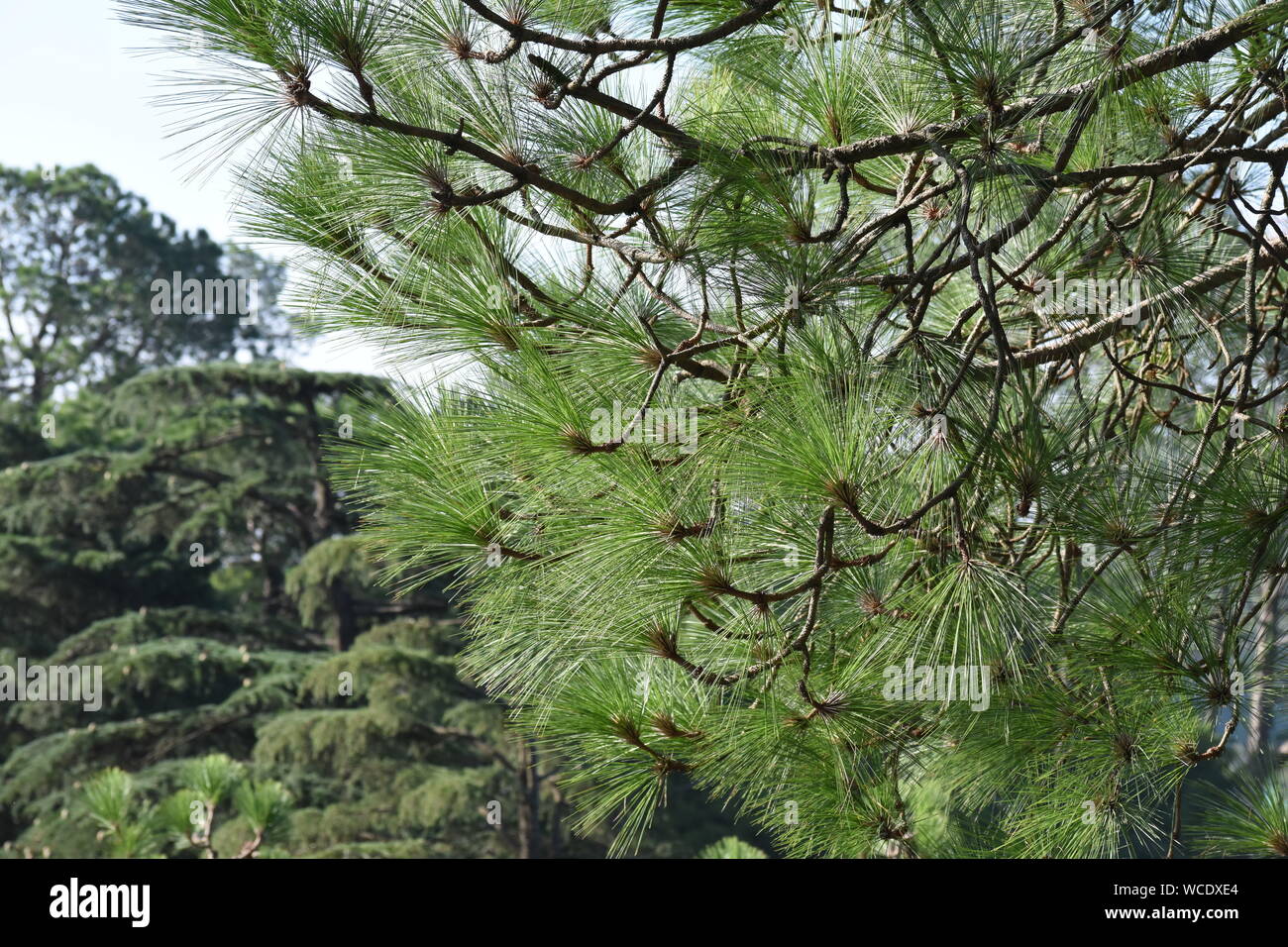 Deodar cedar tree hi-res stock photography and images - Alamy
