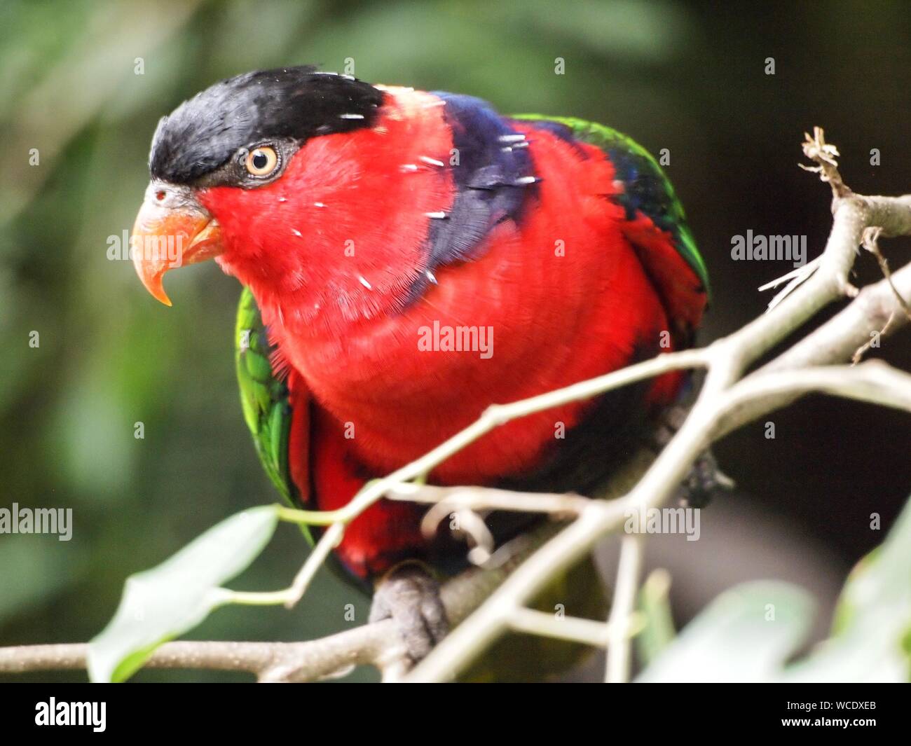 Black lory hi-res stock photography and images - Alamy