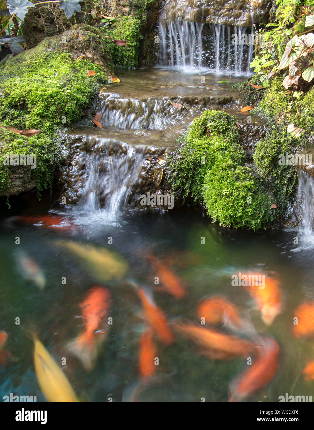 Japanese swimming pool hi-res stock photography and images - Alamy