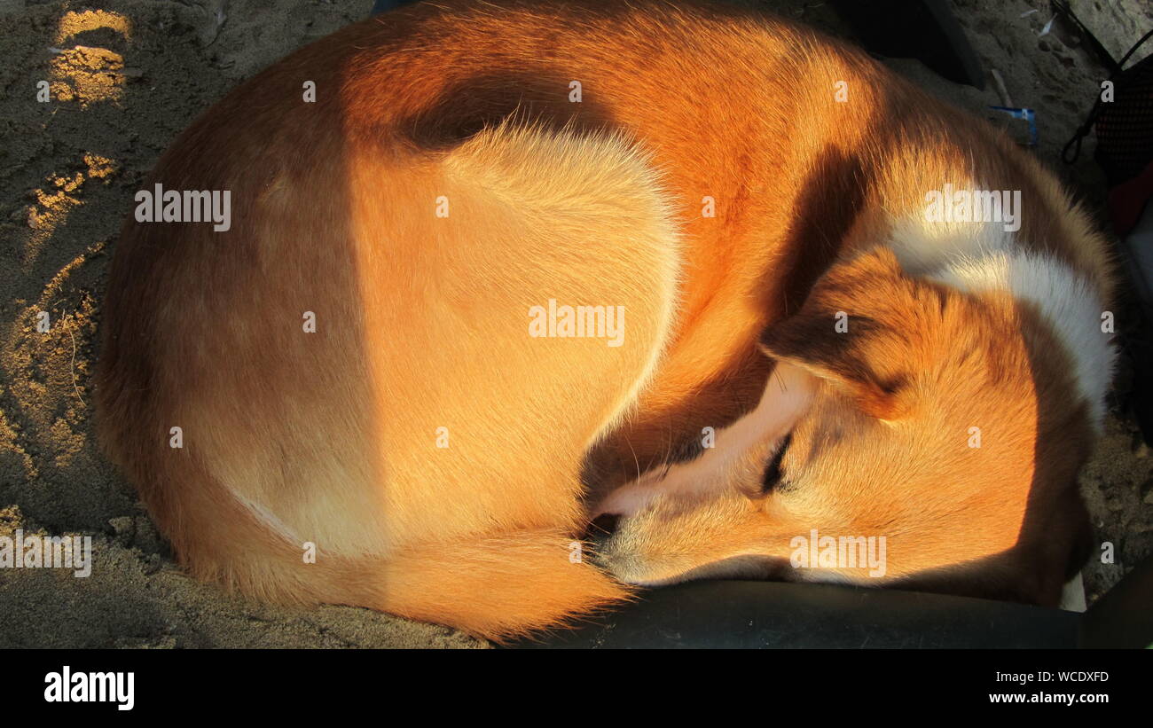 Sleeping dog at the beach hi-res stock photography and images - Alamy