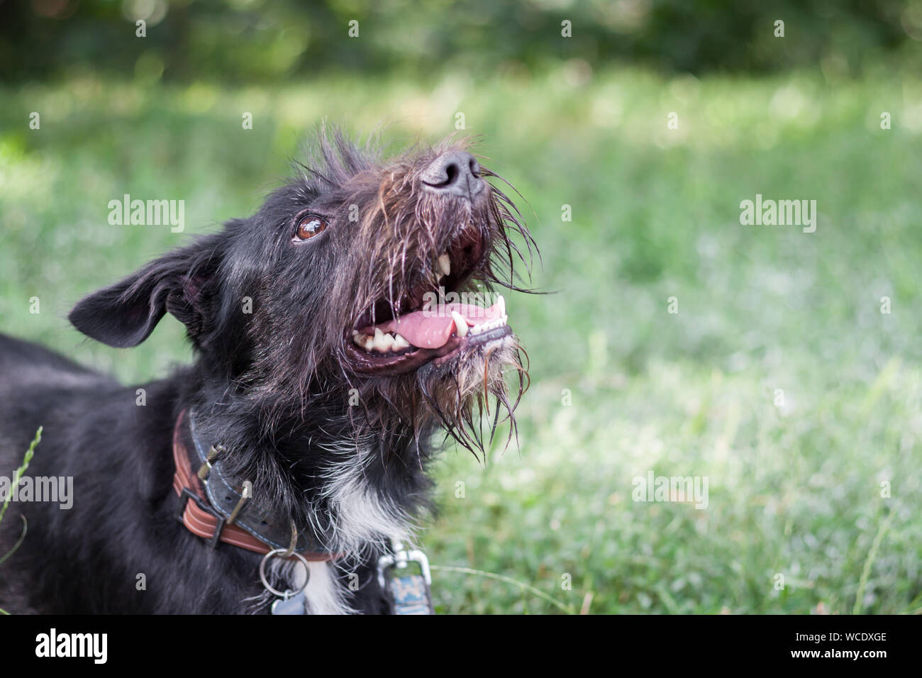 Border Collie Wirehaired Terrier Mix