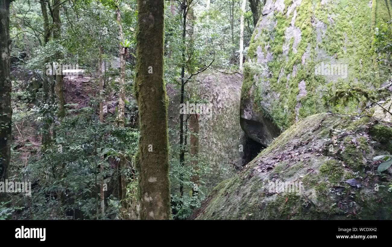 Moss rocks trees hi-res stock photography and images - Alamy