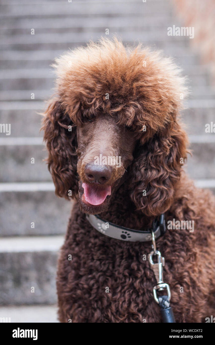 Elegant big standard poodle sitting on a stairs on the street, head ...