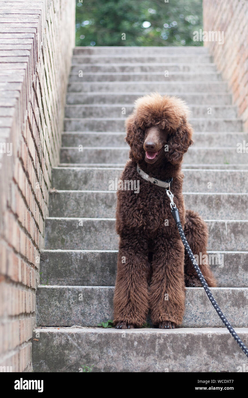 Elegant big standard poodle sitting on a stairs on the street Stock ...