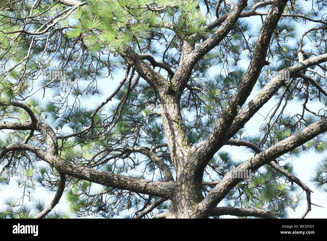 View of Pine tree and its branches from below Stock Photo - Alamy